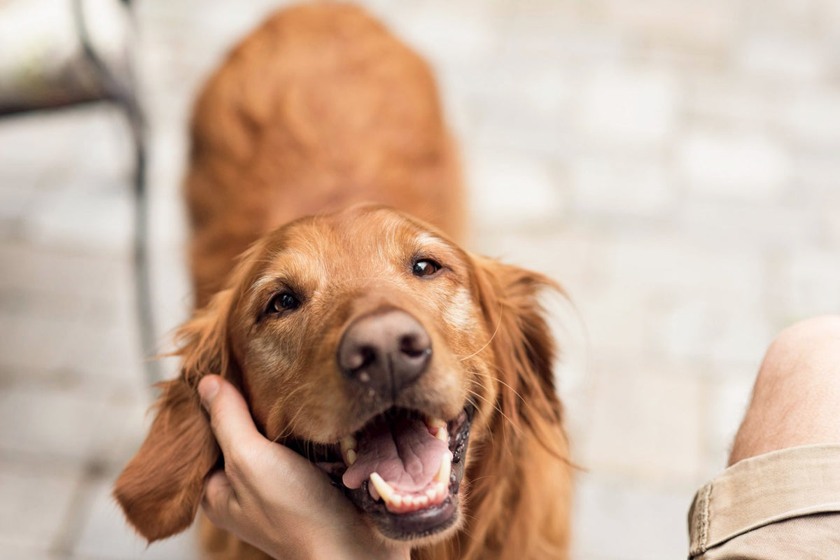 Tailgating your dog – Doggieo.au